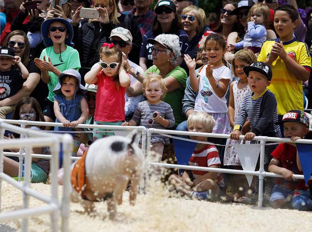 Photo essay: Pig races hit the track in Frisco | SummitDaily.com